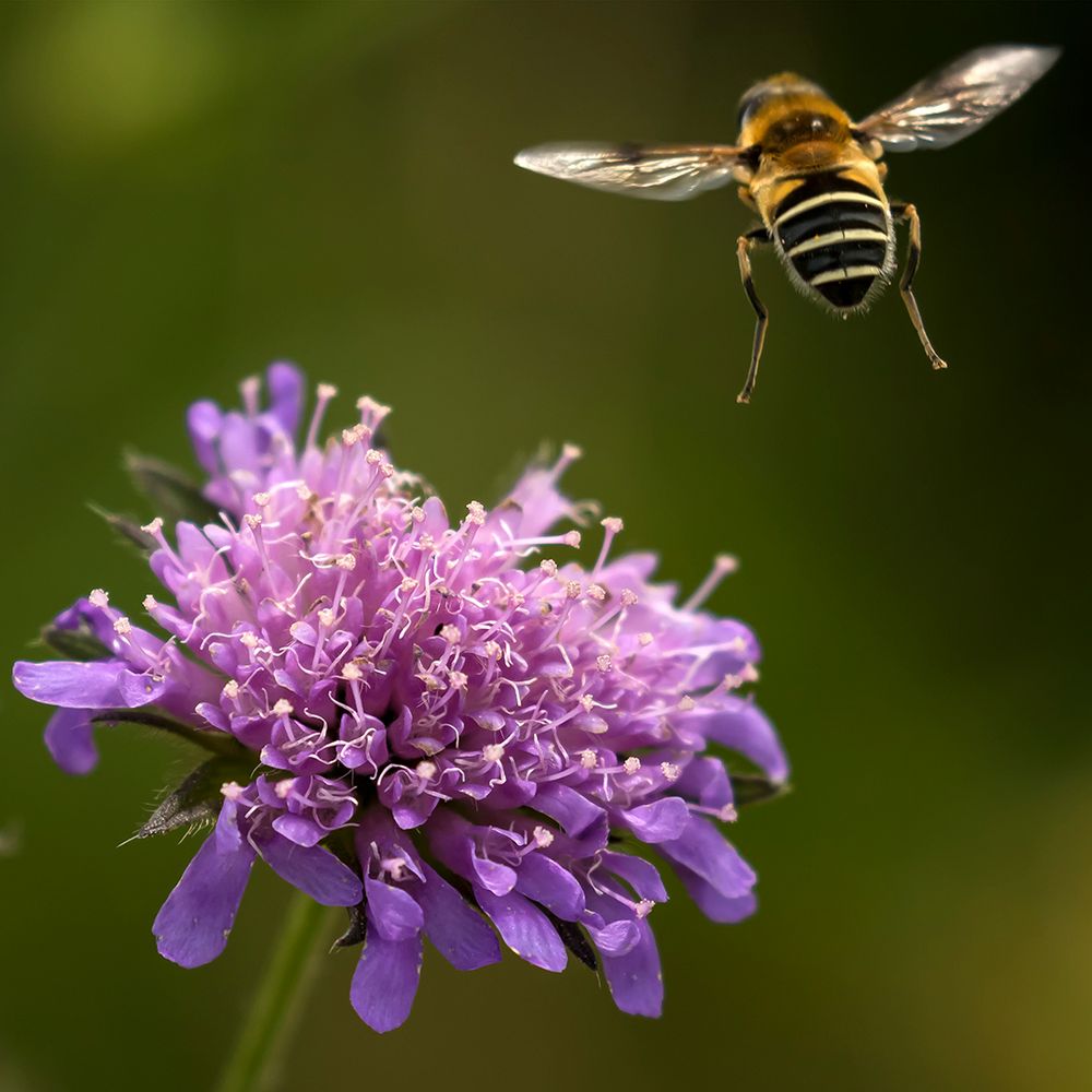 das letzte Bienchen hat tschüß gesagt Foto & Bild | tiere, wildlife ...