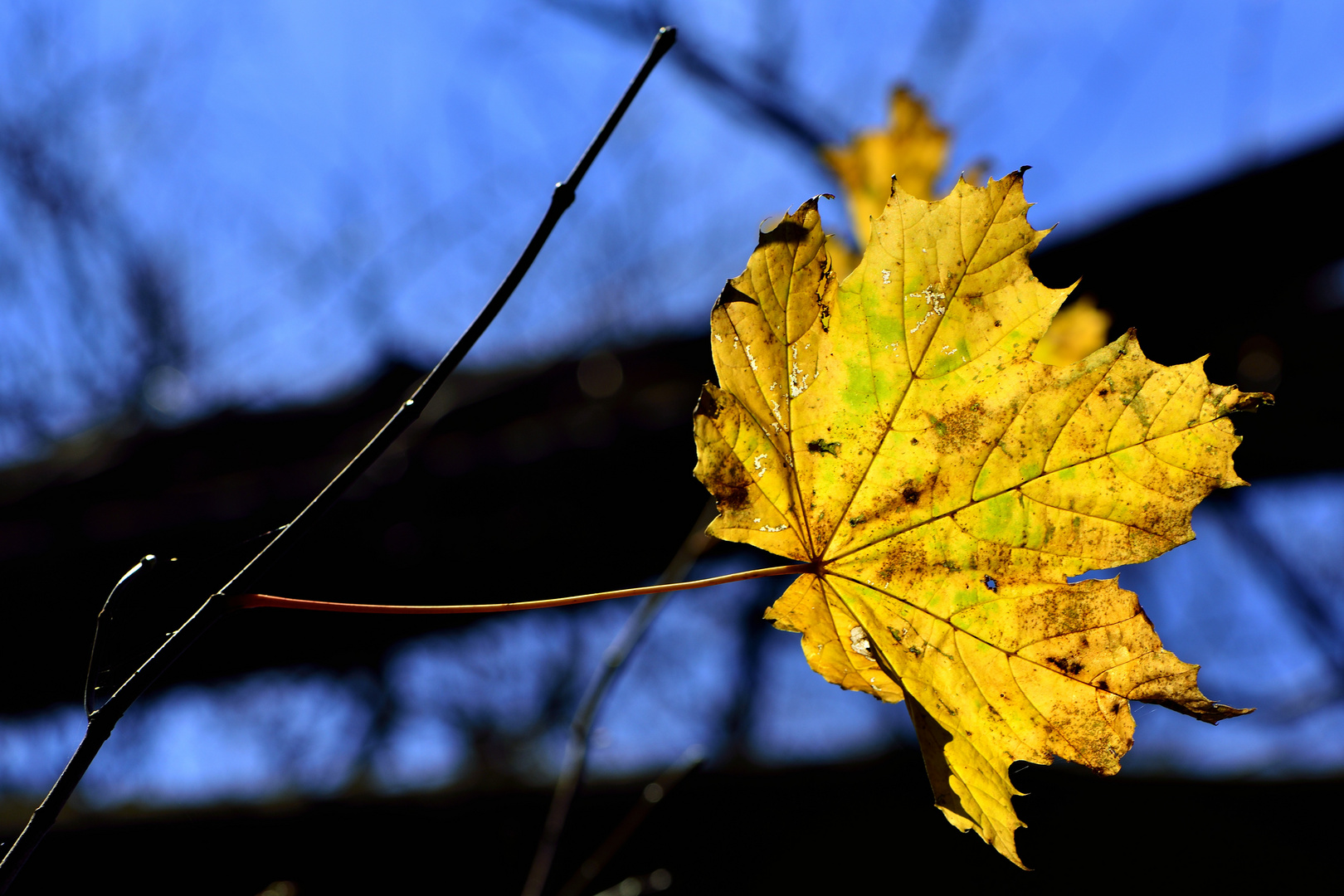 Das letzte Blatt Foto & Bild | natur, herbst, laub Bilder auf fotocommunity