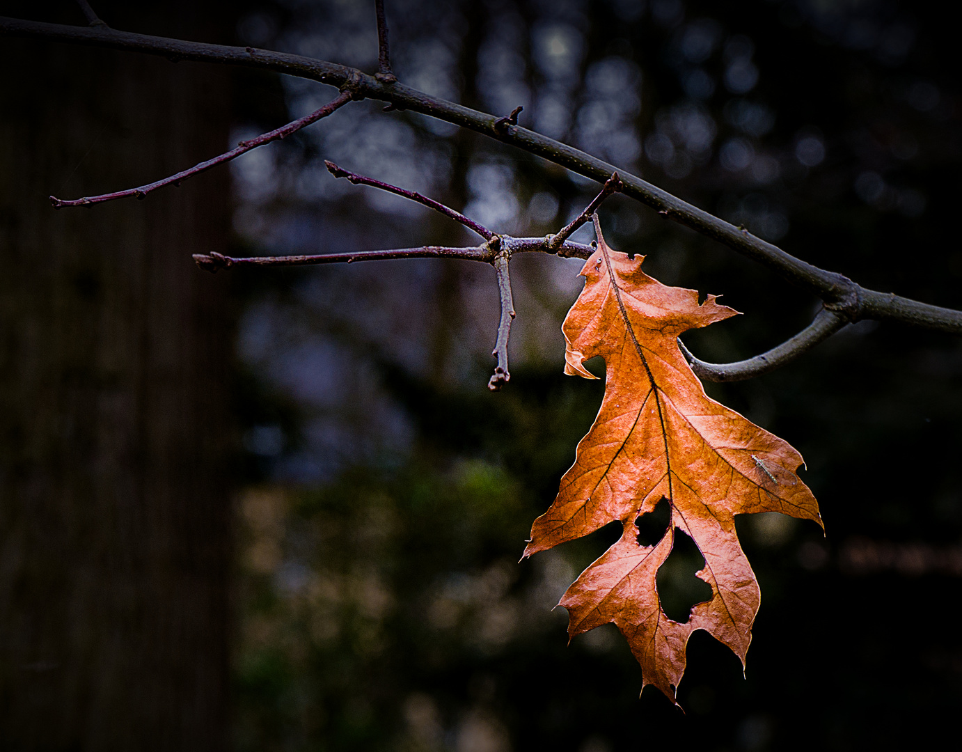 Das letzte Blatt Foto & Bild | Bilder auf fotocommunity