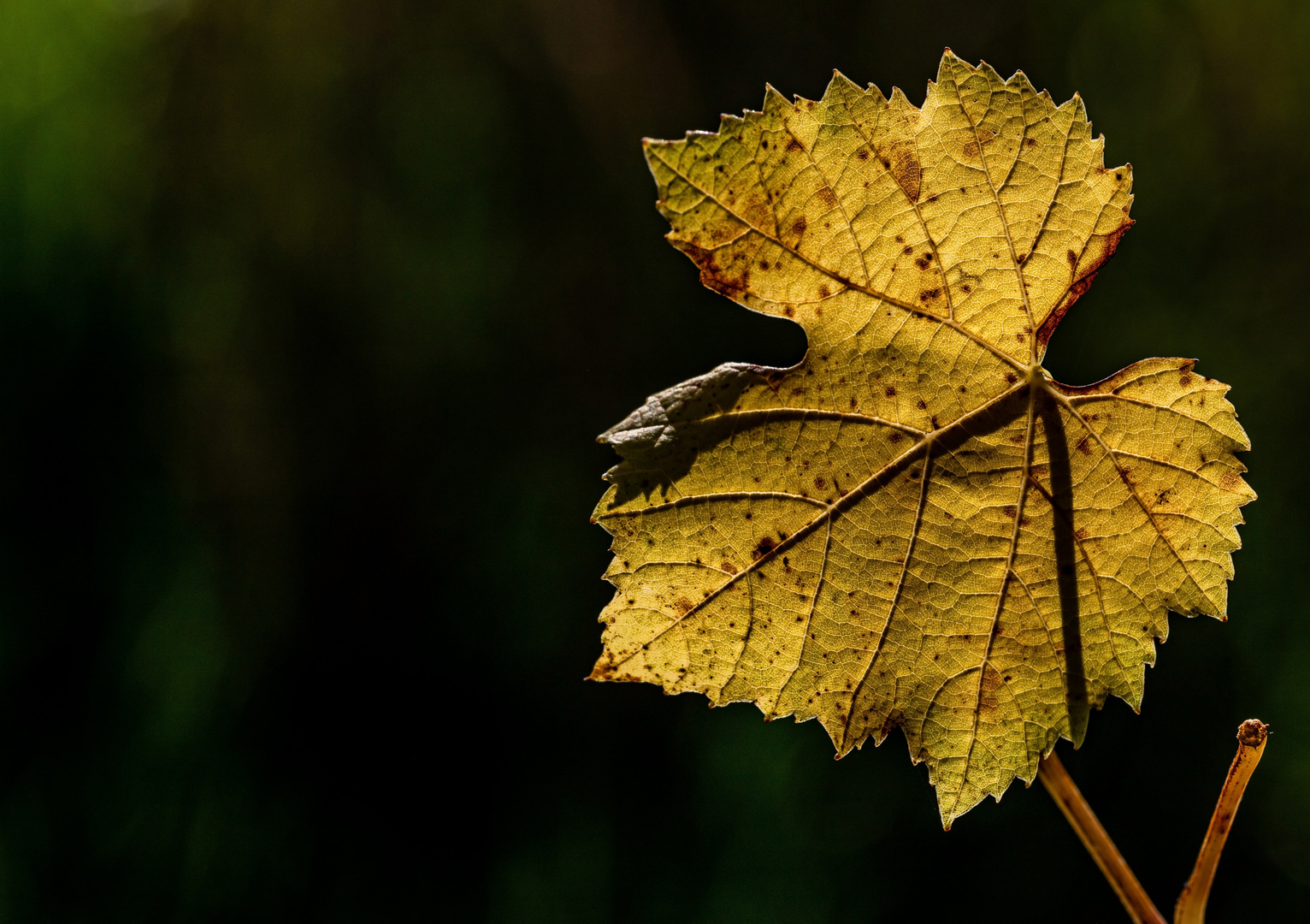Das letzte Blatt Foto & Bild | pflanzen, pilze & flechten, jahreszeiten ...