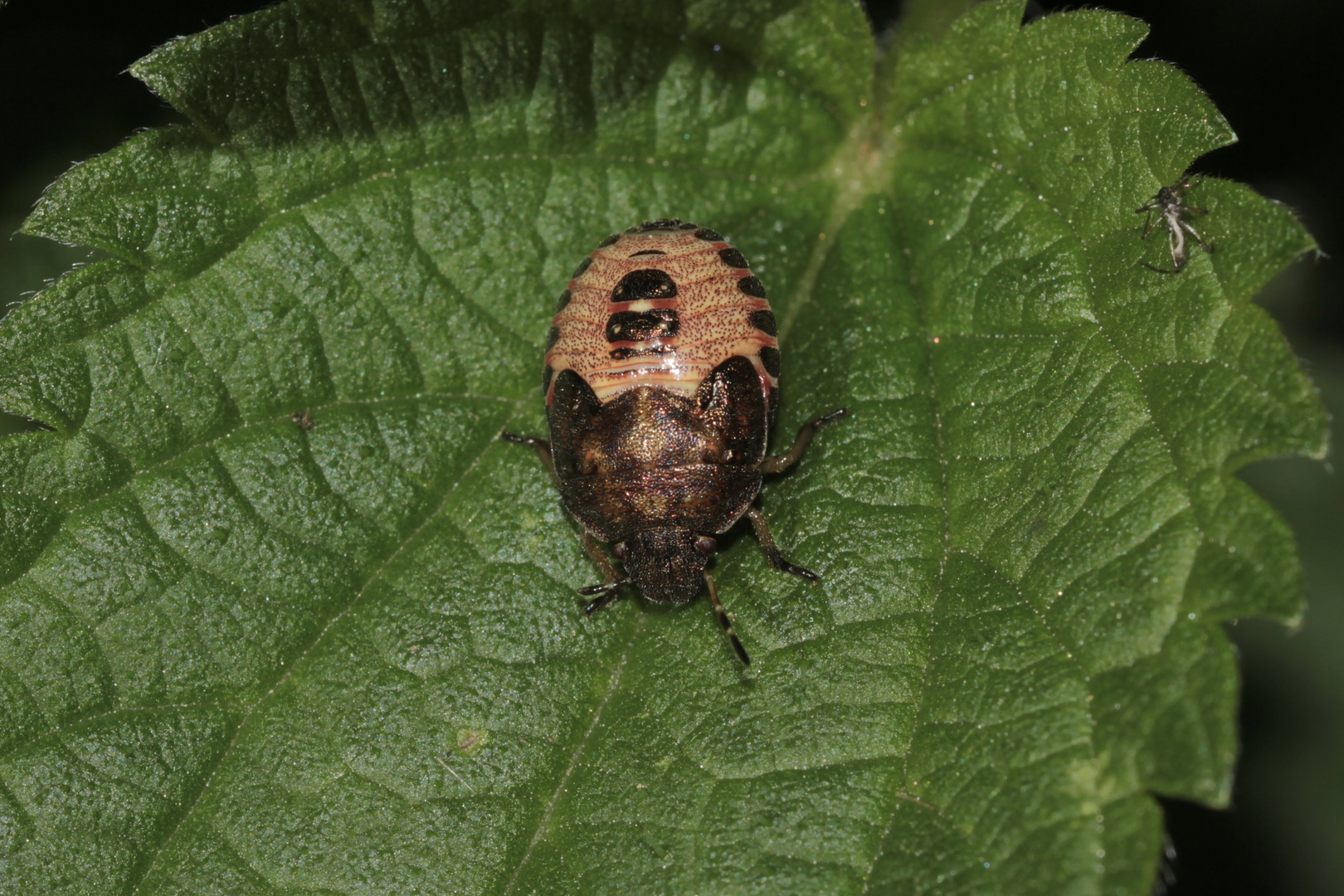 Das letzte Larvenstadium der Wanze Peribalus strictus - danke, Frank ...