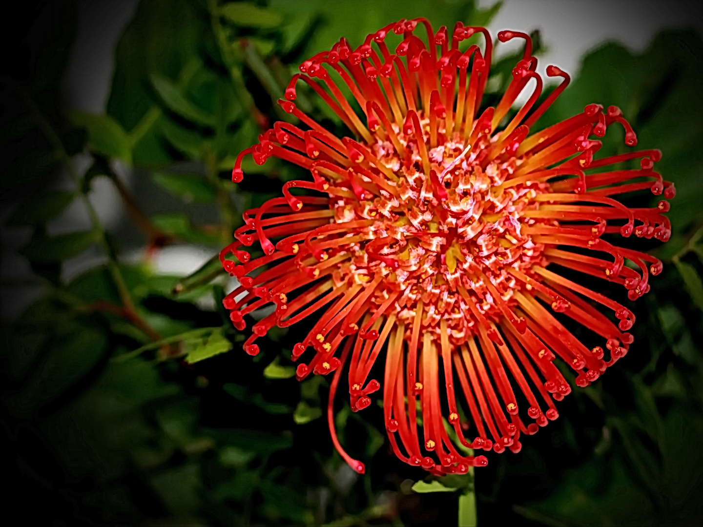 das Leuchten der Prothea Foto & Bild | pflanzen, pilze & flechten ...