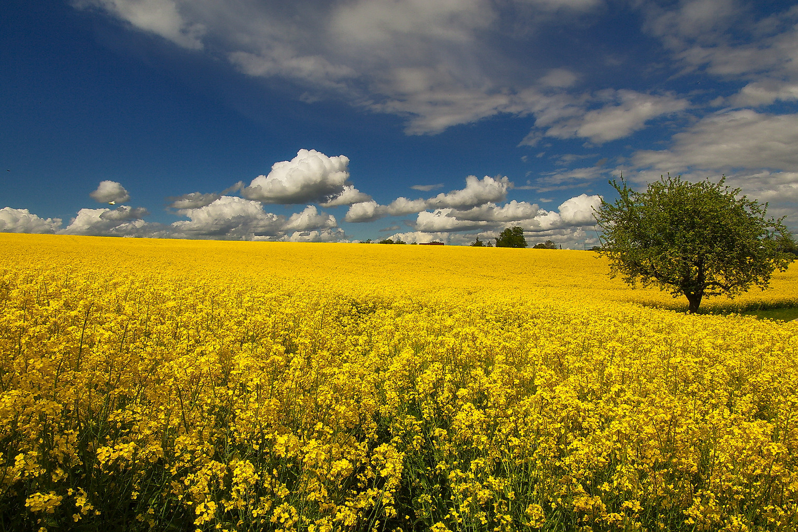 Das Leuchten der Rapsfelder..... Foto & Bild | fotos, outdoor, blau ...