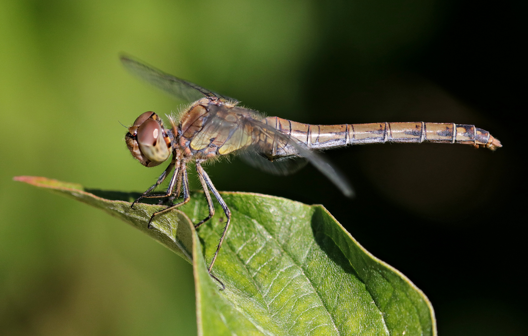 ~~Das Libellen Shooting~~ Foto & Bild | makro, licht, natur Bilder auf ...