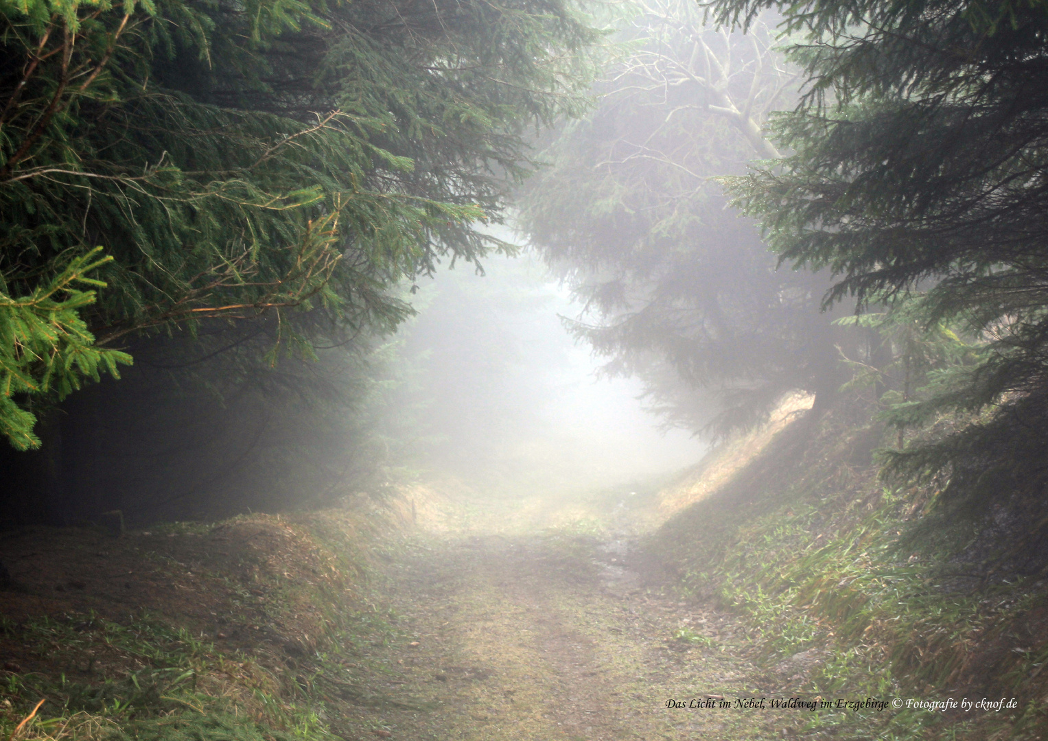 Das Licht im Nebel Foto & Bild | naturereignisse, die elemente, landschaft Bilder auf fotocommunity