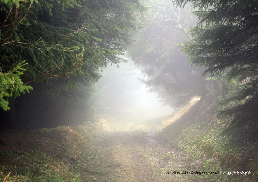 Das Licht im Nebel Foto & Bild | naturereignisse, die elemente, landschaft Bilder auf fotocommunity