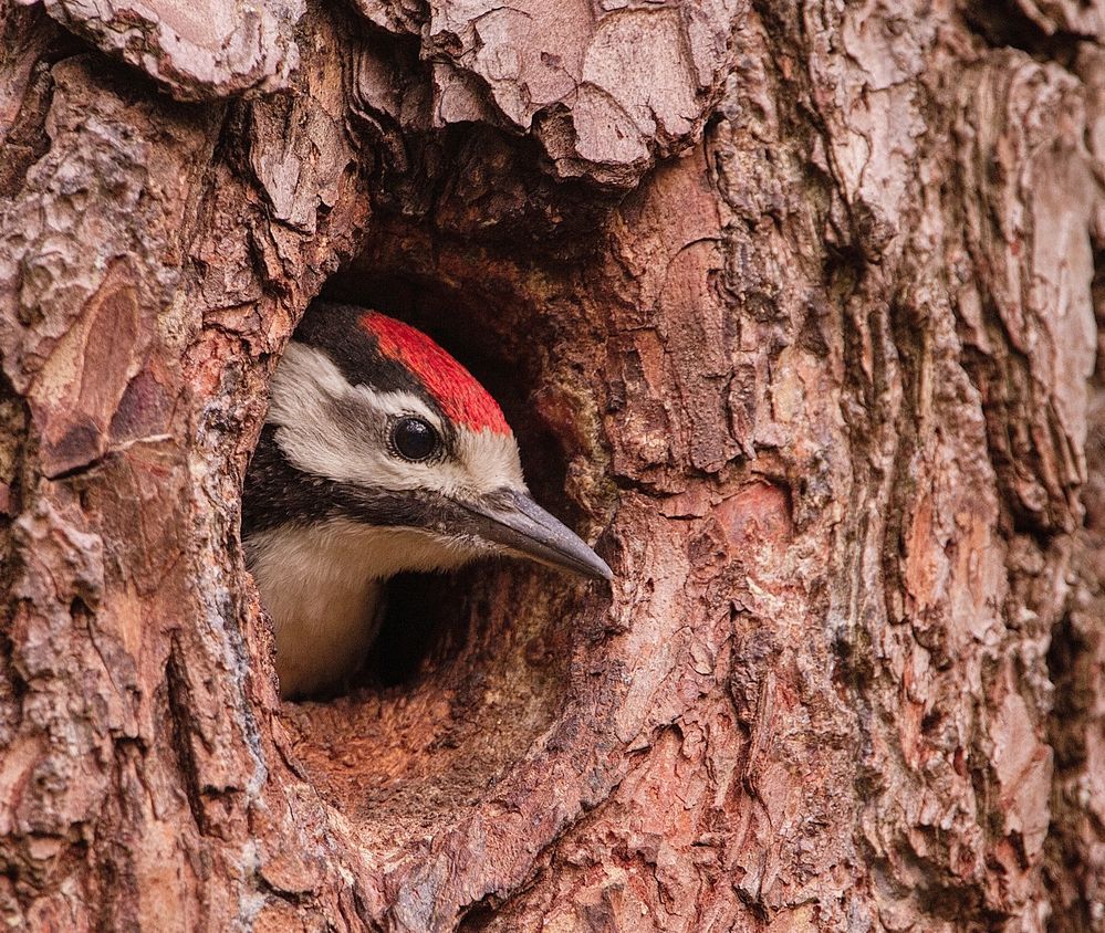 das lletzte Foto vom Specht in der Baumhöhle Foto & Bild | tiere ...