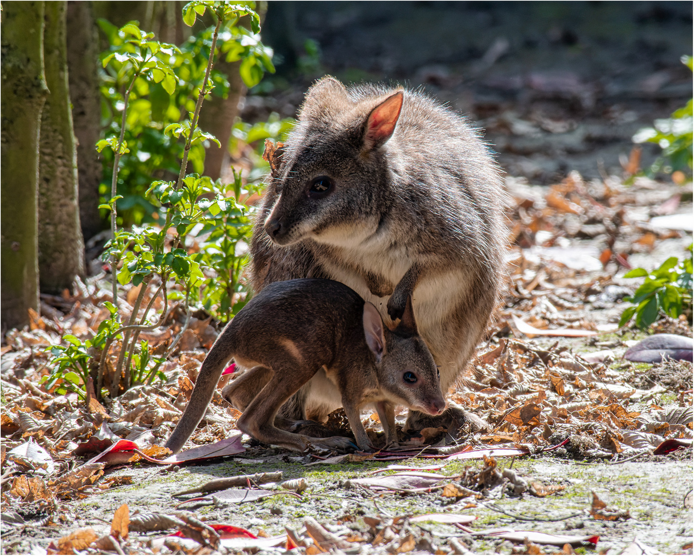 Das Lütte hat den Beutel verlassen..... Foto & Bild | nature, natur ...