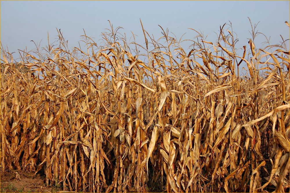 das Maisfeld Foto & Bild | natur, pflanzen, pilze & flechten Bilder auf ...