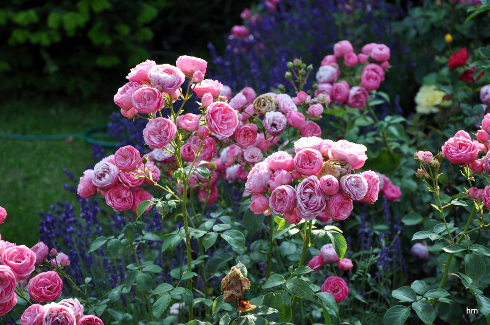 Das Mittwochblümchen: Rosenbusch in Idyllistan Foto & Bild | pflanzen ...