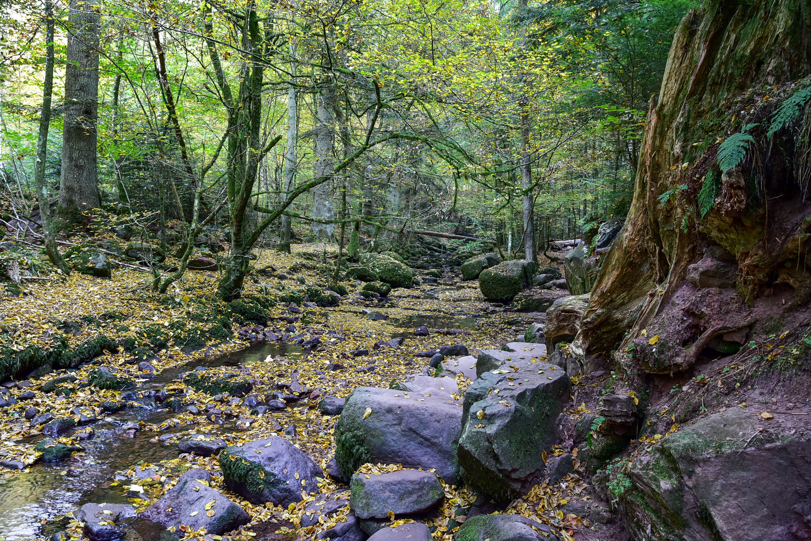 Das Monbachtal Foto & Bild | jahreszeiten, herbst, world Bilder auf ...