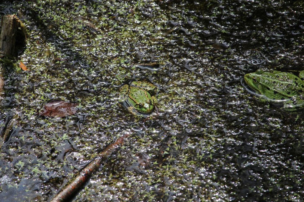 Das Moor Foto & Bild | tiere, wildlife, amphibien & reptilien Bilder ...