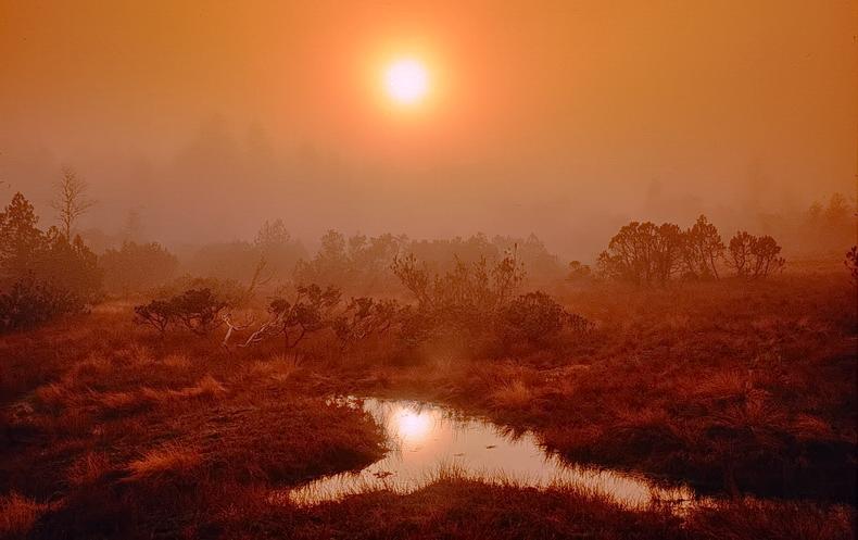 Das Moor.. Foto & Bild | stillleben, motive Bilder auf fotocommunity