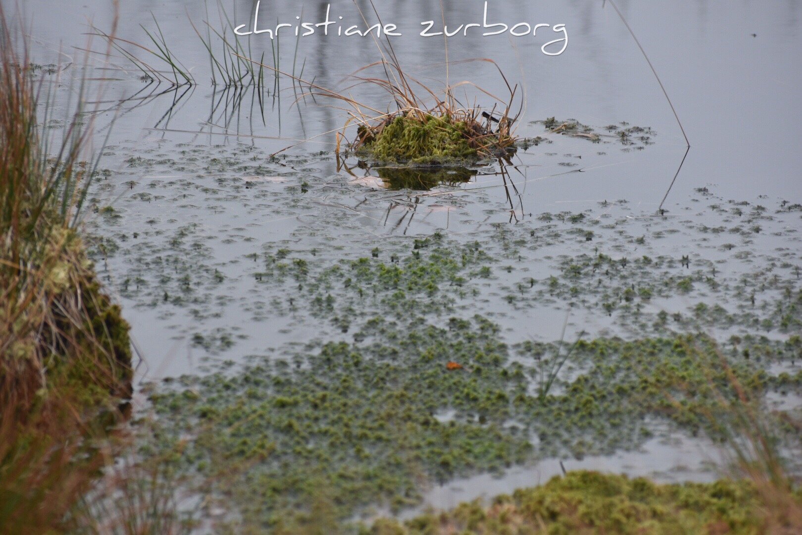 das moor Foto & Bild | landschaft, lebensräume, moor Bilder auf ...