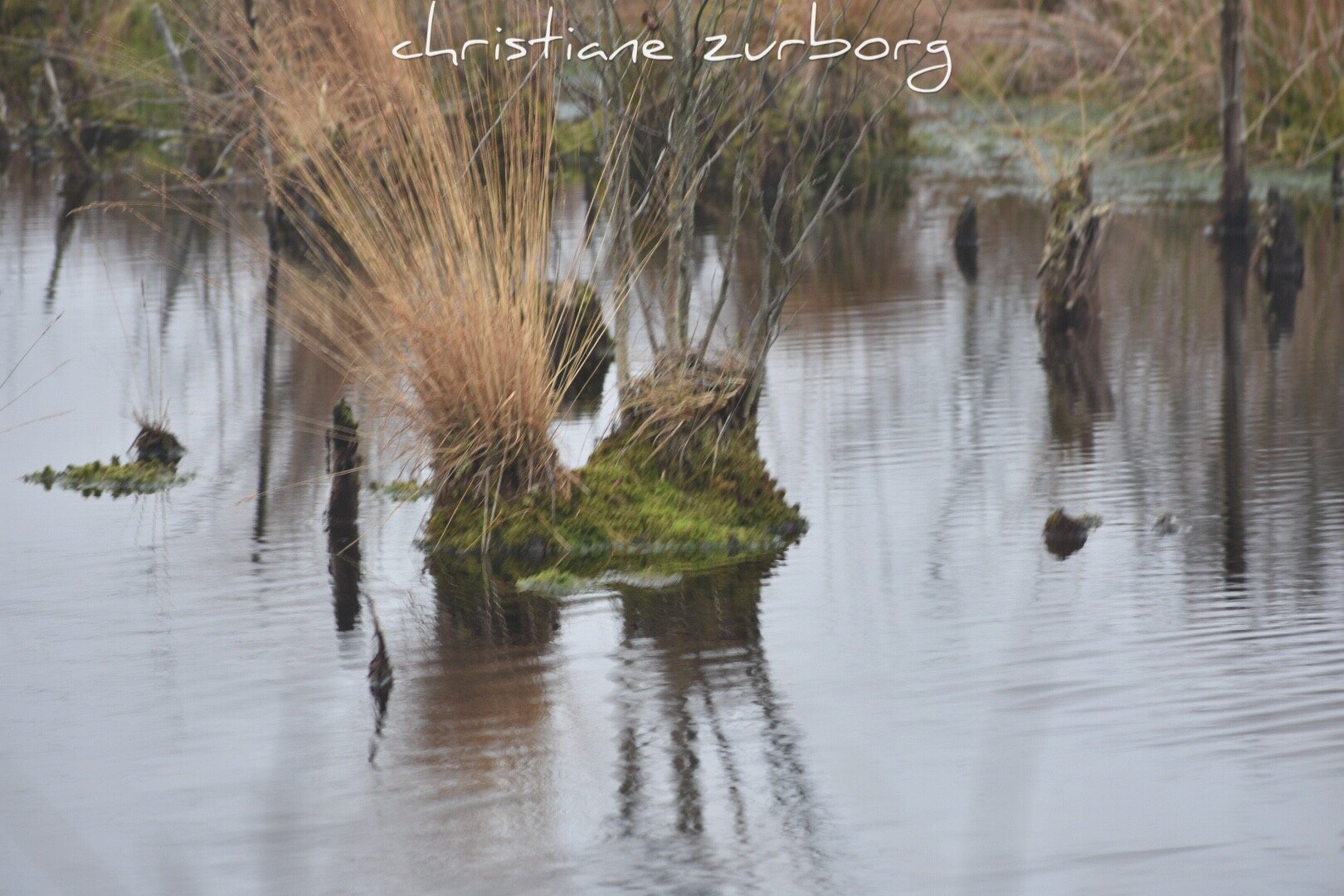 das moor Foto & Bild | landschaft, lebensräume, moor Bilder auf ...