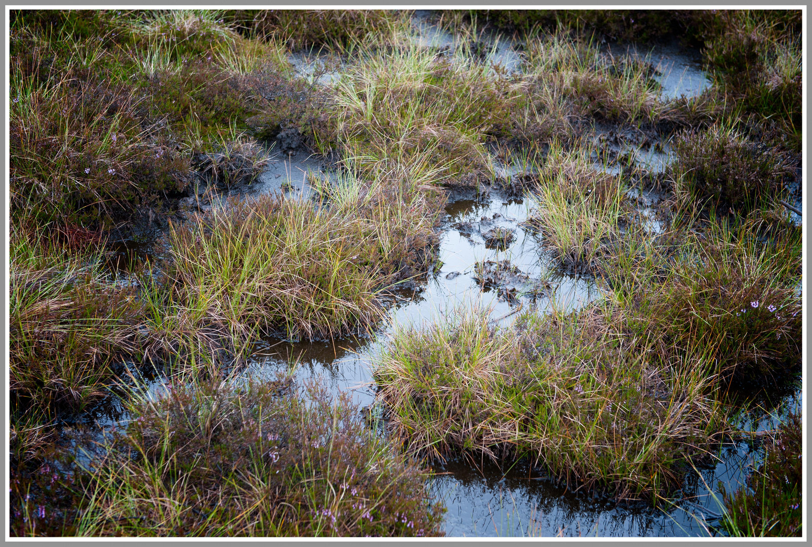 Das Moor Foto & Bild | landschaft, natur Bilder auf fotocommunity