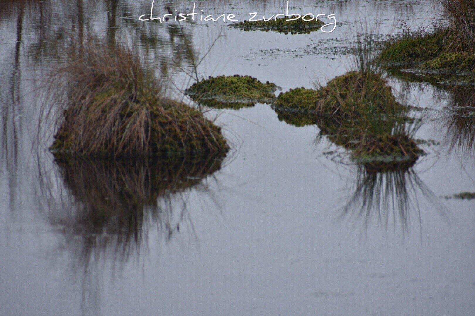 das moor Foto & Bild | landschaft, lebensräume, moor Bilder auf ...