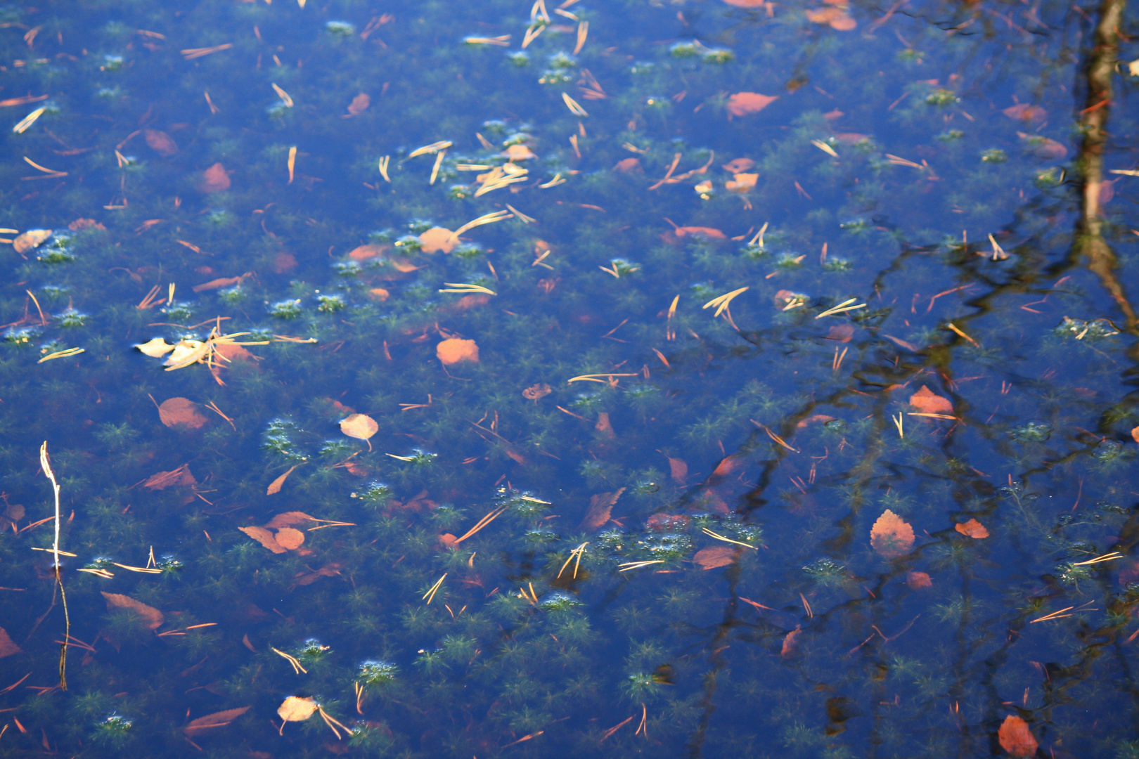 Das Moor wächst Foto & Bild | bäume, natur, landschaft Bilder auf ...