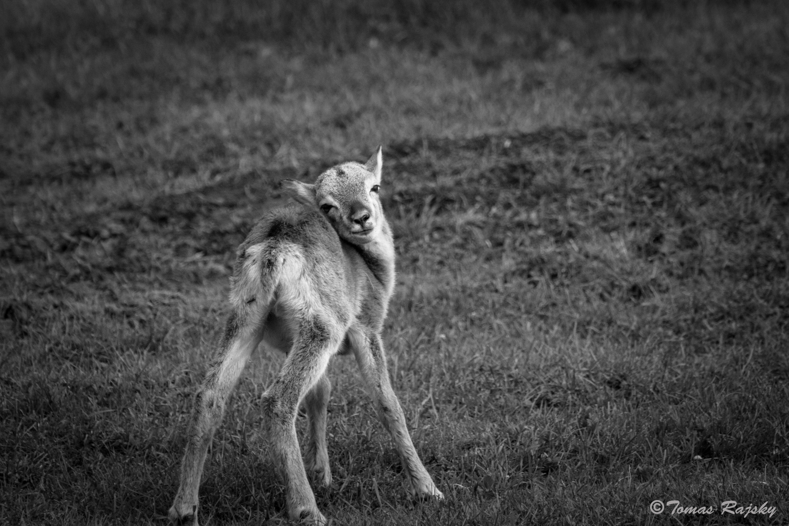 Das Mufflon einfach mal entspannt ;-) Foto & Bild | tiere, zoo ...