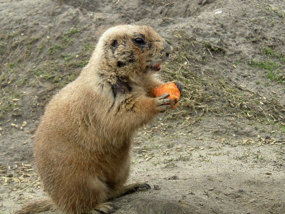Das Murmel.... :-) Foto & Bild | tiere, zoo, wildpark & falknerei ...