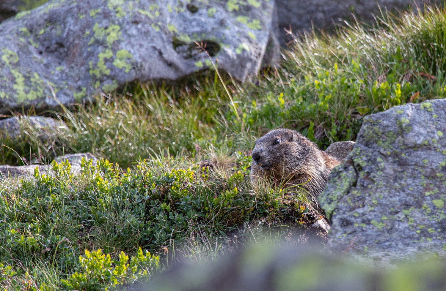 Das Murmel genießt die Morgensonne Foto & Bild | tiere, wildlife ...