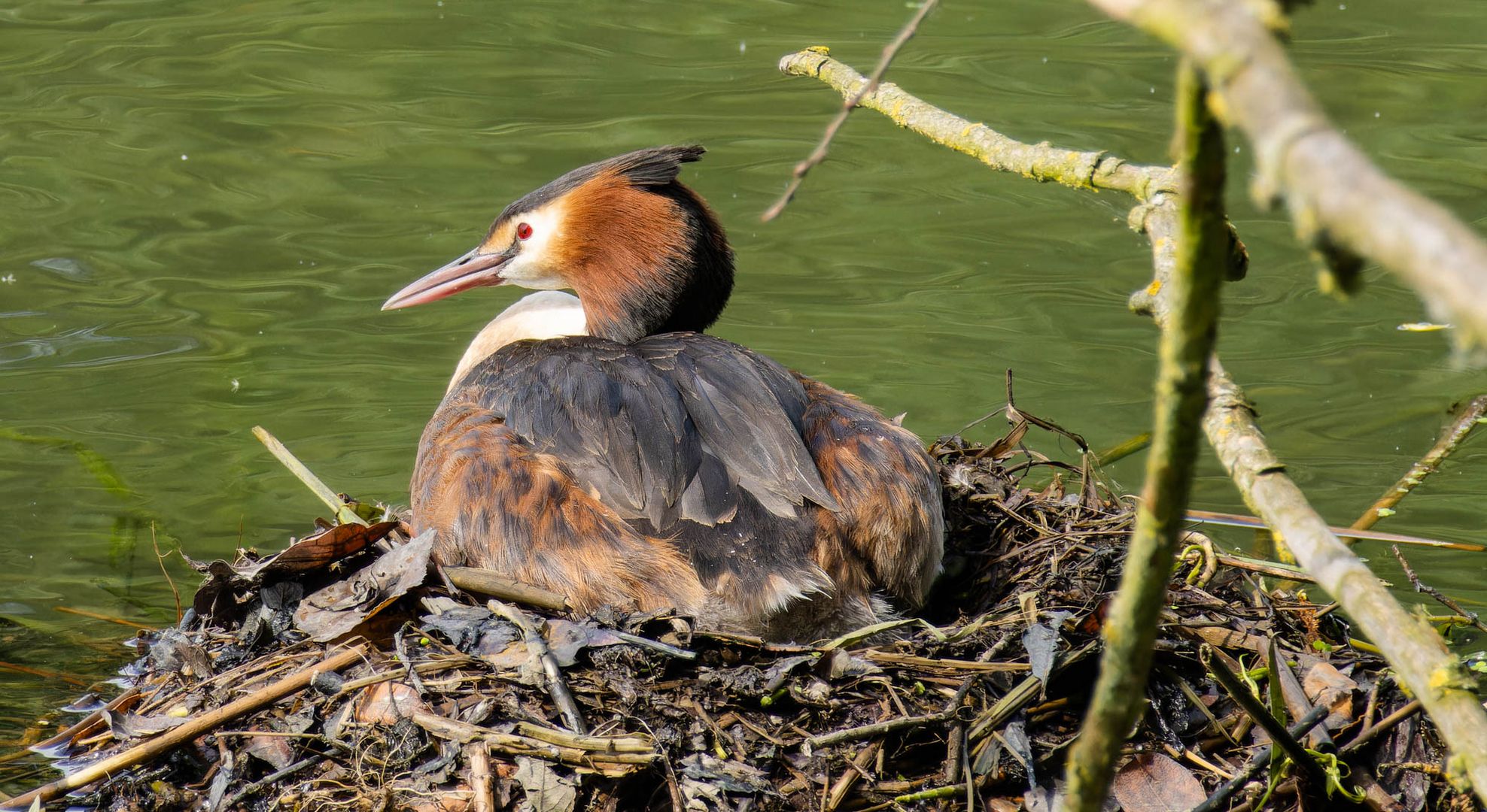 Das Nest... Foto & Bild | natur, tiere, wildlife Bilder auf fotocommunity