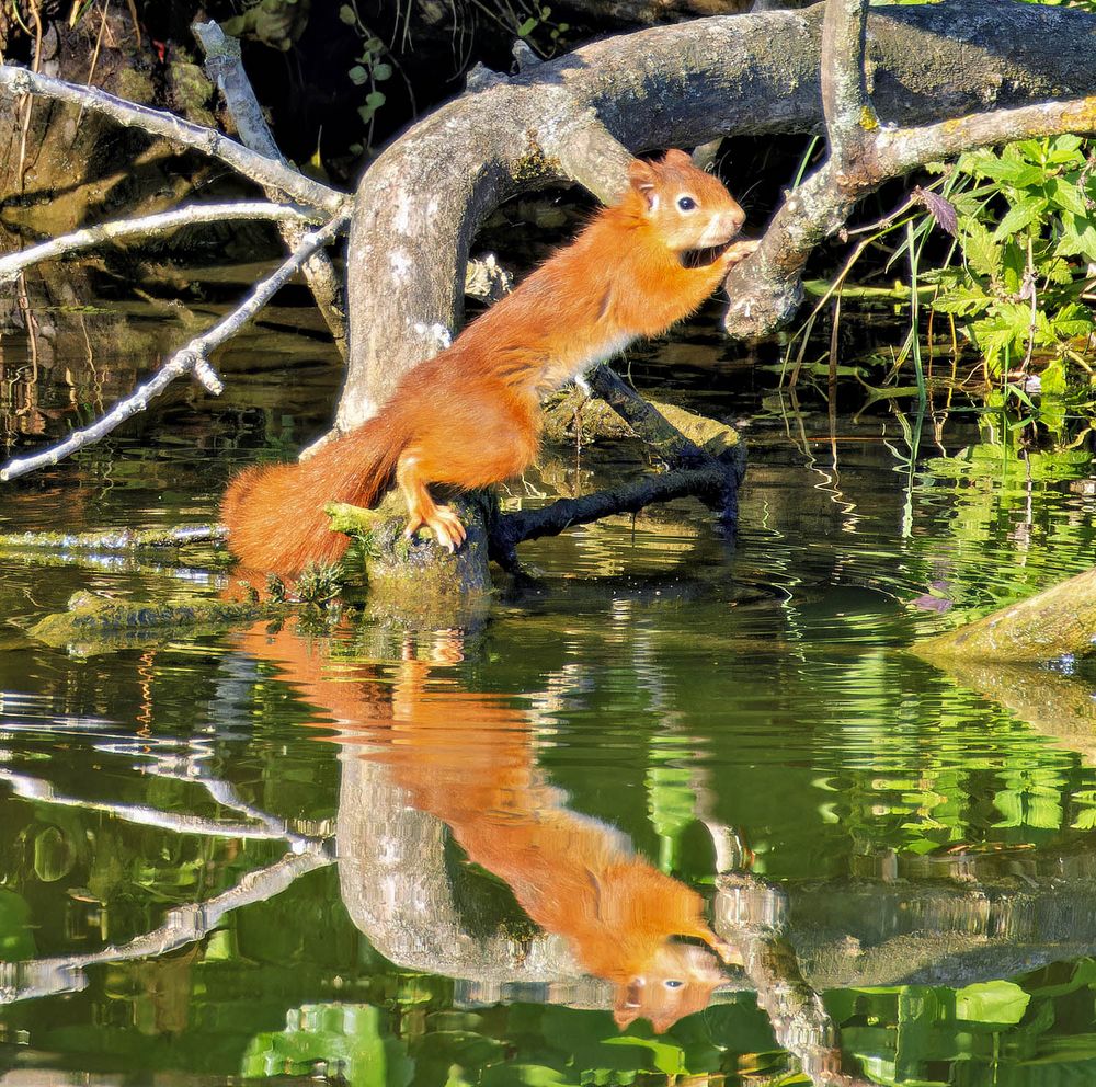 Das neugierige... Foto & Bild | eichhörnchen, natur, tiere Bilder auf fotocommunity