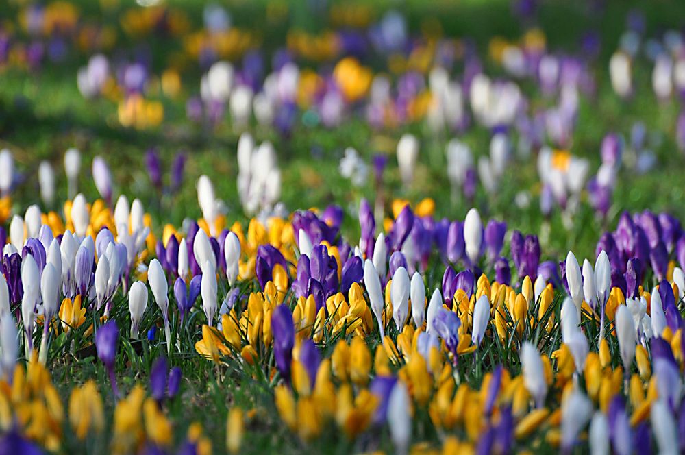 das obligatorische frühlingsbild Foto & Bild | jahreszeiten, frühling ...