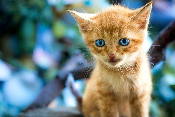 Katzen, Katzenbilder, Katzenfotos