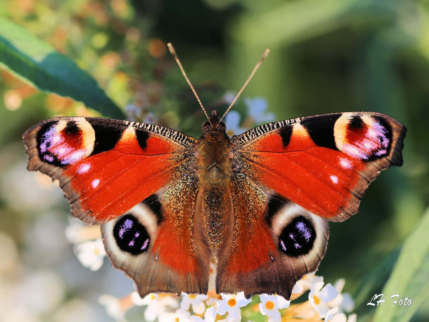 Das Pfauenauge ... Foto & Bild | tiere, wildlife, schmetterlinge Bilder ...