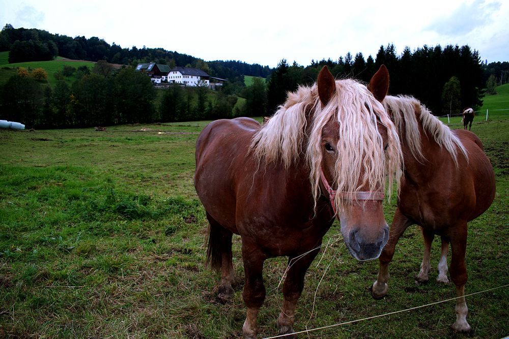das Pferd Foto & Bild | tiere, wildlife, natur Bilder auf fotocommunity
