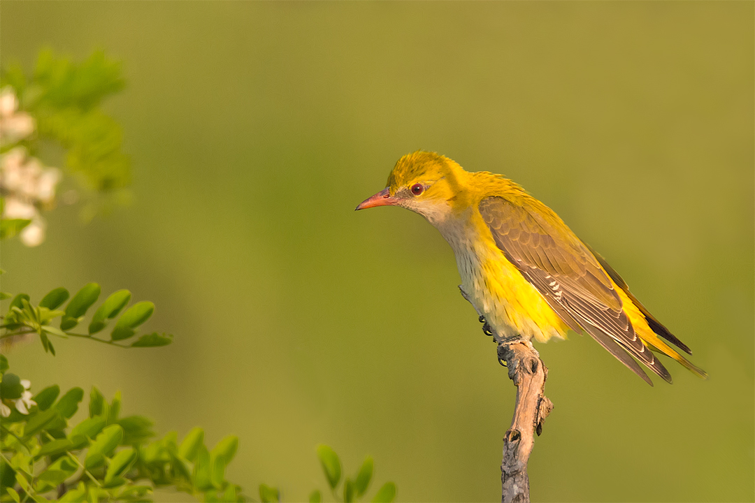 Das Pirol Weibchen Foto & Bild | natur, tiere, vögel Bilder auf ...
