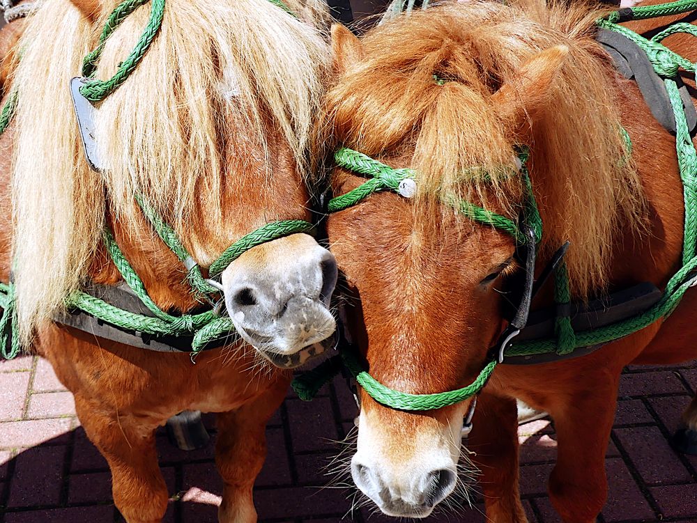 Das Pony sagte zum Pony... Foto & Bild | spezial, natur, pferde Bilder ...