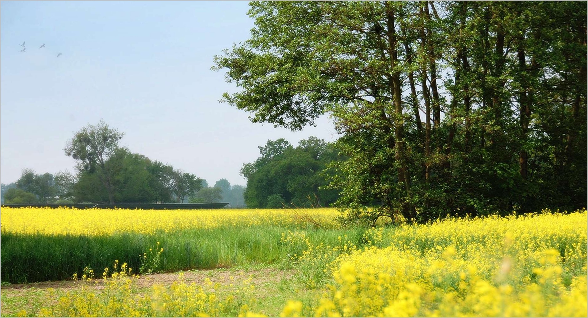 das Rapsfeld Foto & Bild | natur, pflanzen, raps Bilder auf fotocommunity