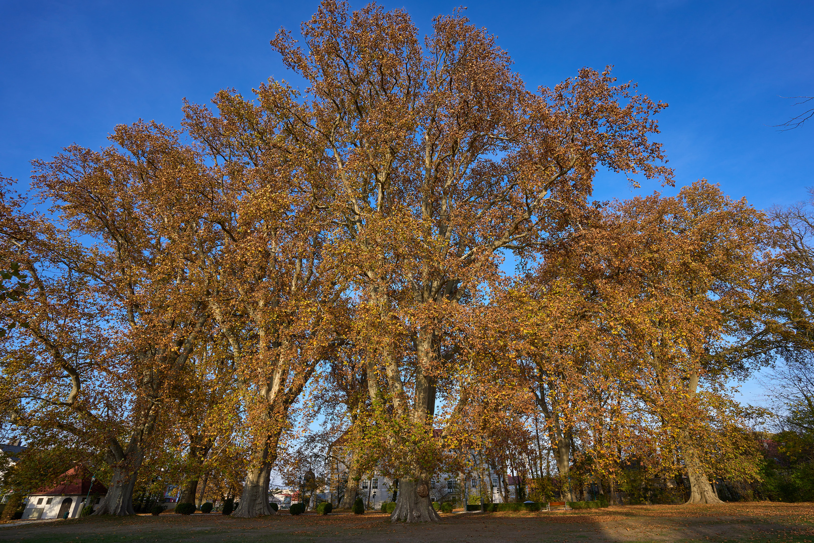Das Rauschen der Platanen Foto & Bild | europe, Österreich, pflanzen ...