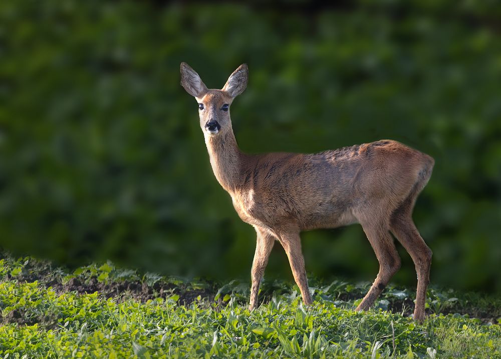 Das Reh Foto & Bild | tiere, wildlife, wildlife: sonstige tiere Bilder ...