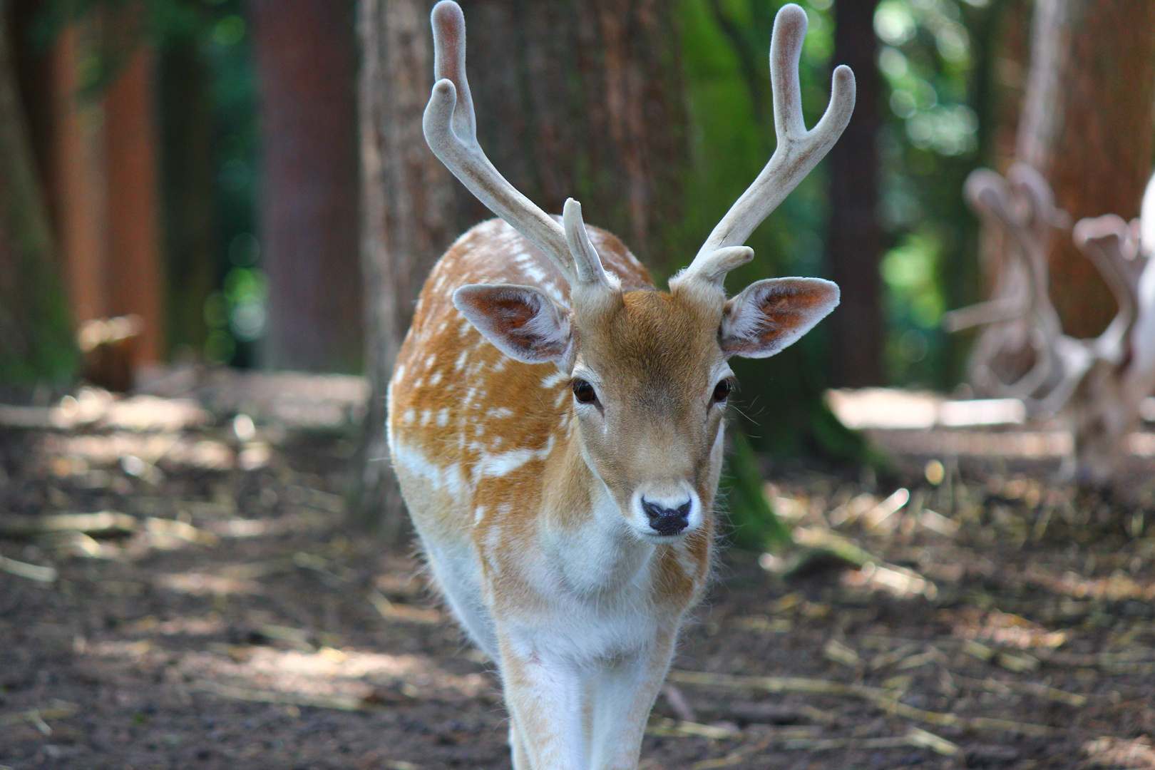 Das Reh Foto & Bild | tiere, zoo, wildpark & falknerei, säugetiere ...