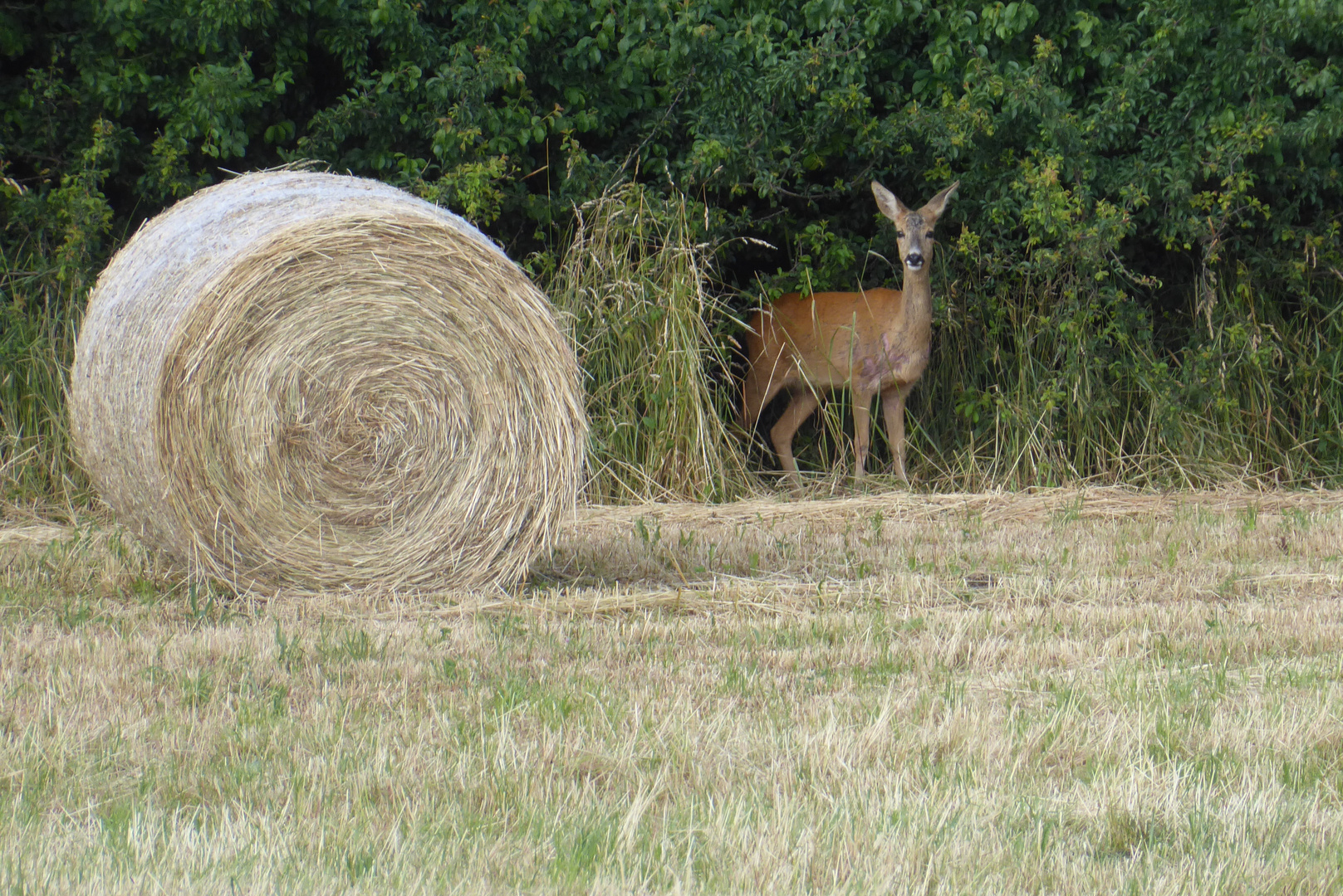 Das Reh an der Wiese Foto & Bild | tiere, wildlife, säugetiere Bilder ...