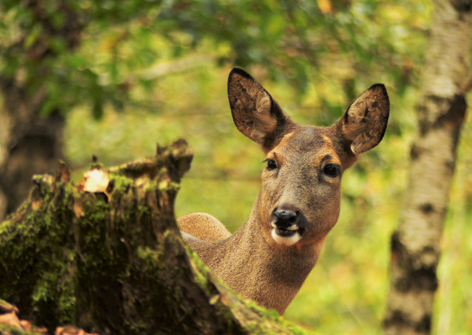 Das Reh, das lächelte ... Foto & Bild | das reh, das lächelte, natur ...