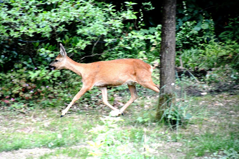 Das Reh hat das offene Tor erkannt und beeilt sich wieder frei zu ...