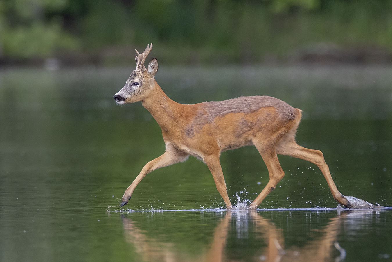 Das Reh von Gralla ... Foto & Bild | tiere, wildlife, wildlife ...
