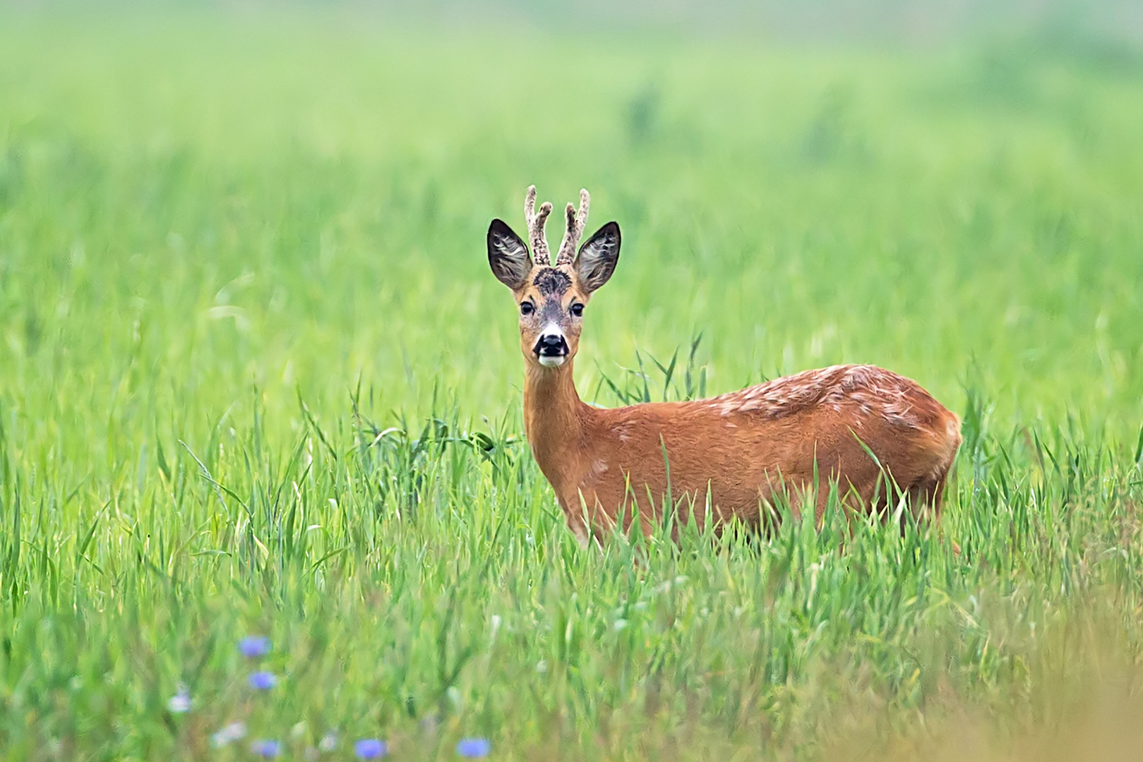 Das Rehbock Foto & Bild | tiere, wildlife, säugetiere Bilder auf ...