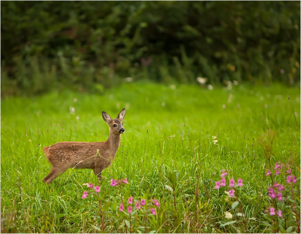 das Rehkitz Foto & Bild | tiere, wildlife, säugetiere Bilder auf ...