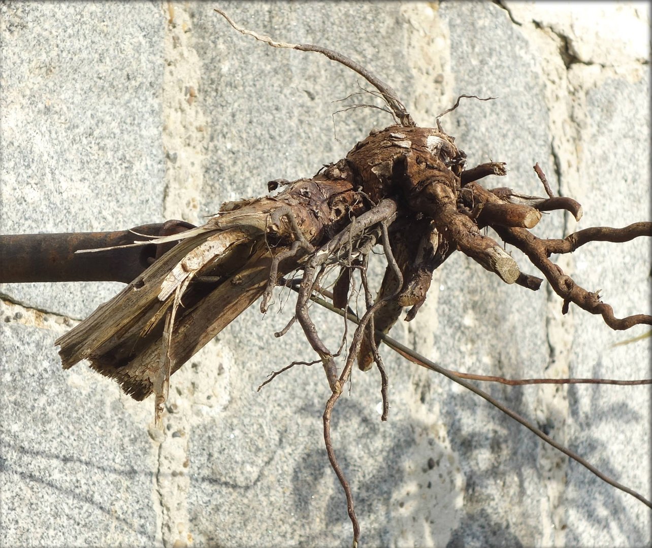 das Relikt Foto & Bild | pflanzen, pilze & flechten, jahreszeiten ...