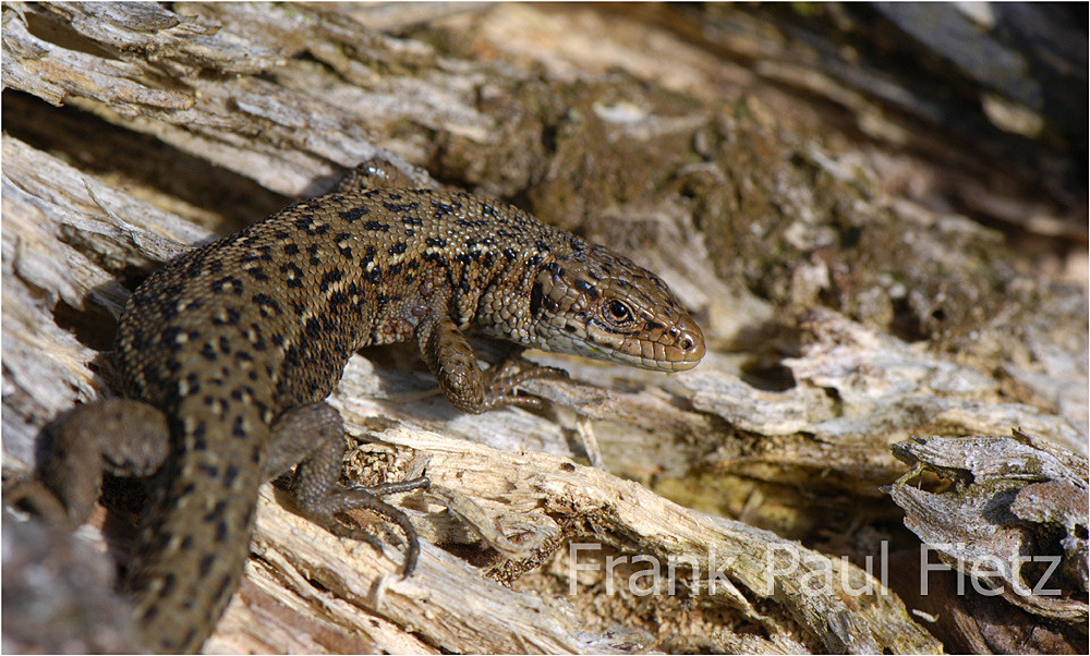 Das Reptil des Jahres 2006 - Die Waldeidechse Foto & Bild | tiere ...