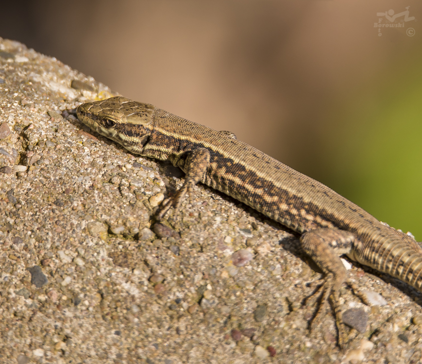 Das Reptil des Jahres 2011 Foto & Bild | sonne, natur, tiere Bilder auf ...
