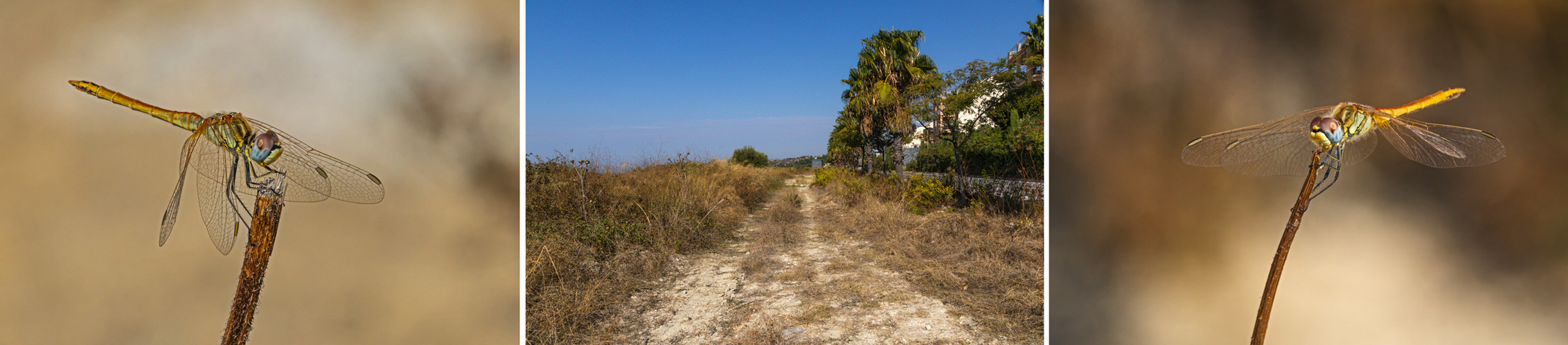 Das Revier Foto & Bild | natur, insekten, tiere Bilder auf fotocommunity