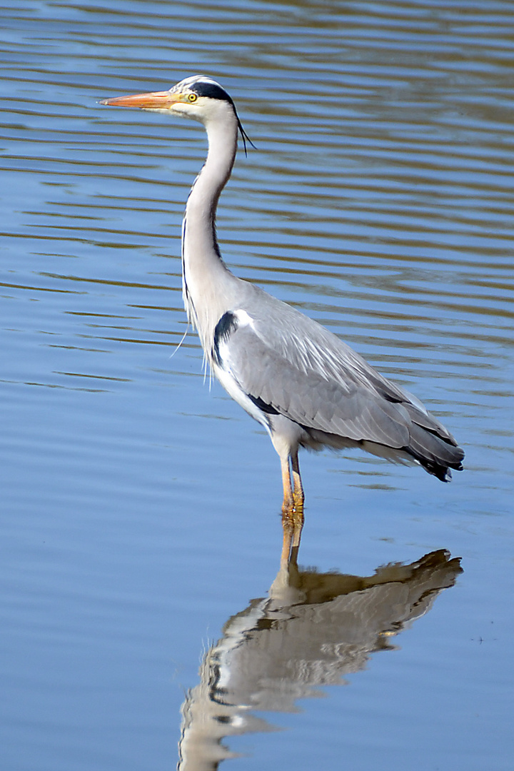 Das Revier fest im Blick Foto & Bild | tiere, wildlife, wild lebende ...