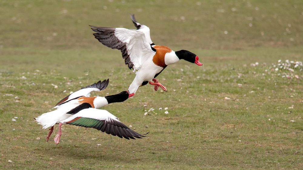 Das Revier gehört nur mir Foto & Bild | deutschland, europe, schleswig ...