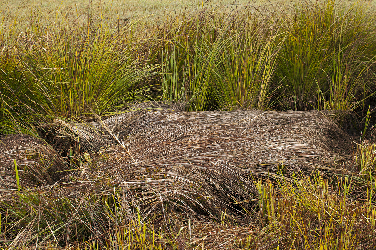 Das Riedgras Foto & Bild | pflanzen, pilze & flechten, gräser, herbst ...